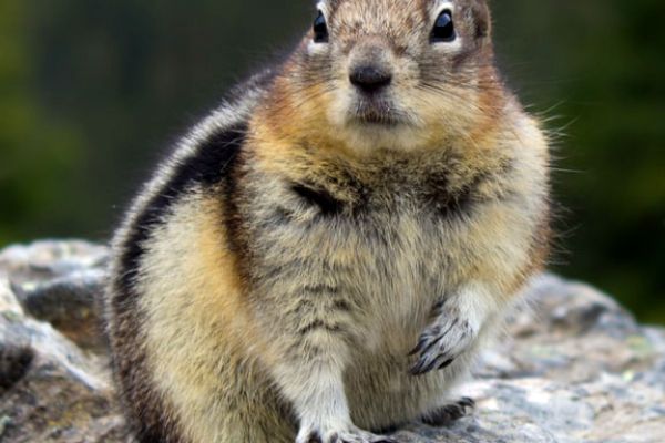 Blocks | University of Montana