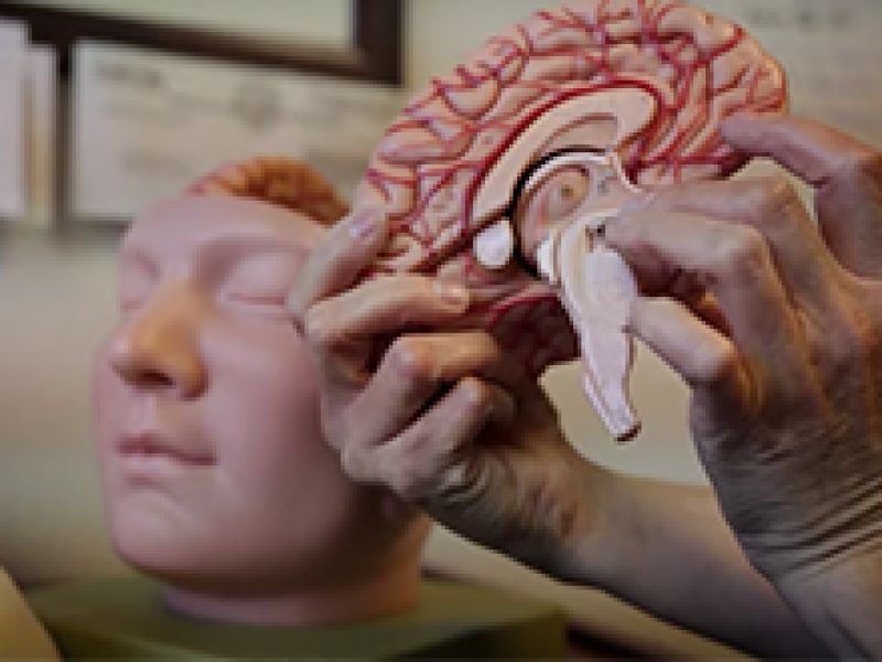 Speech-Language Pathology | University of Montana